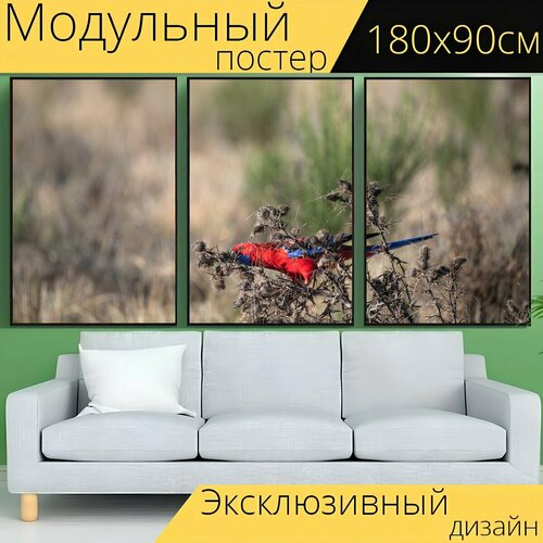 Модульный постер "Красная розелла, птица, птичий" 180 x 90 см. для интерьера