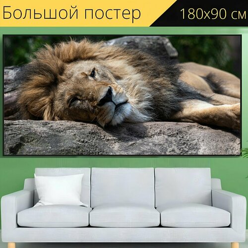 Большой постер "Лев, хищник, зоопарк" 180 x 90 см. для интерьера