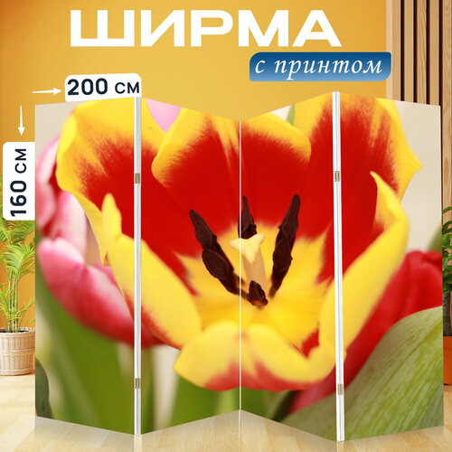Ширма перегородка с принтом "Тюльпан, тюльпаны, цветы" на холсте - 200x160 см. для зонирования, раскладная