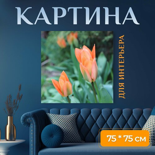 Картина на холсте "Тюльпан, красный тюльпан, цветы" на подрамнике 75х75 см. для интерьера