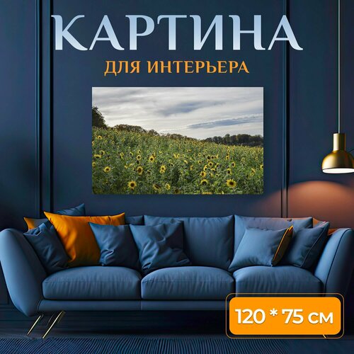 Картина на холсте "Подсолнух, цветок, летом" на подрамнике 120х75 см. для интерьера