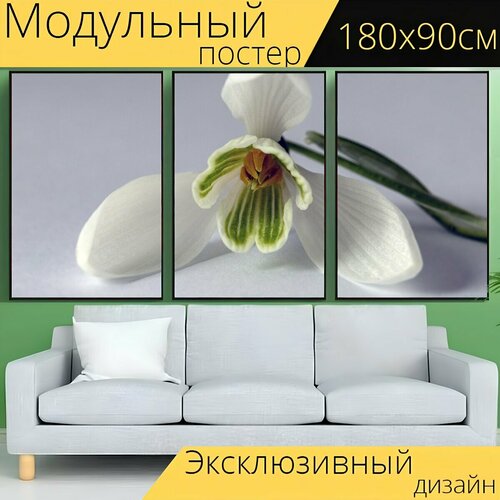 Модульный постер "Подснежник, полевой цветок, белый" 180 x 90 см. для интерьера