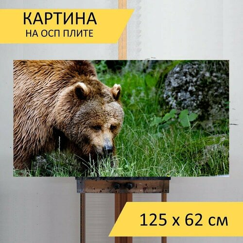 Картина на ОСП 125х62 см. "Нести, бурый медведь, зверь" горизонтальная, для интерьера, с креплениями