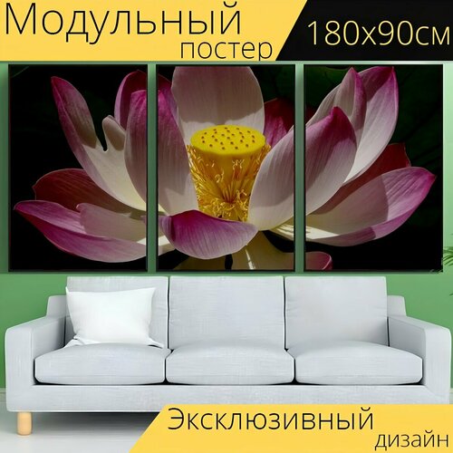 Модульный постер "Цветок лотоса, цветок, завод" 180 x 90 см. для интерьера