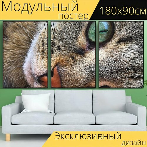 Модульный постер "Кот, похмелье, тигр" 180 x 90 см. для интерьера