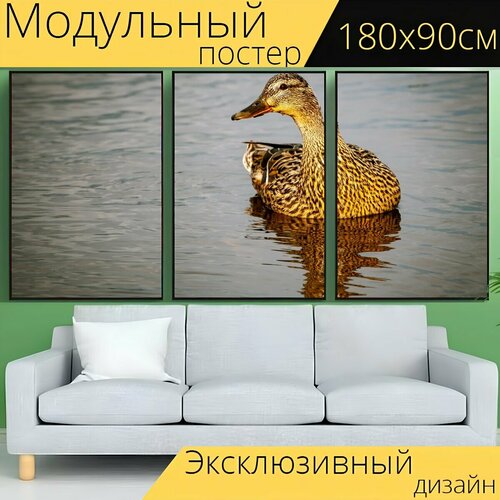 Модульный постер "Утка, вода, птица" 180 x 90 см. для интерьера