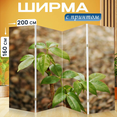 Ширма перегородка с принтом "Денежное дерево, завод, бонсай" на холсте - 200x160 см. для зонирования, раскладная