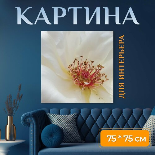 Картина на холсте "Цветок, природа, флора" на подрамнике 75х75 см. для интерьера