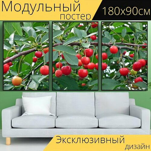 Модульный постер "Вишня, фрукты, красный" 180 x 90 см. для интерьера