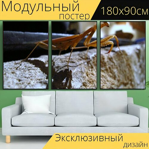 Модульный постер "Животное, богомол, насекомое" 180 x 90 см. для интерьера