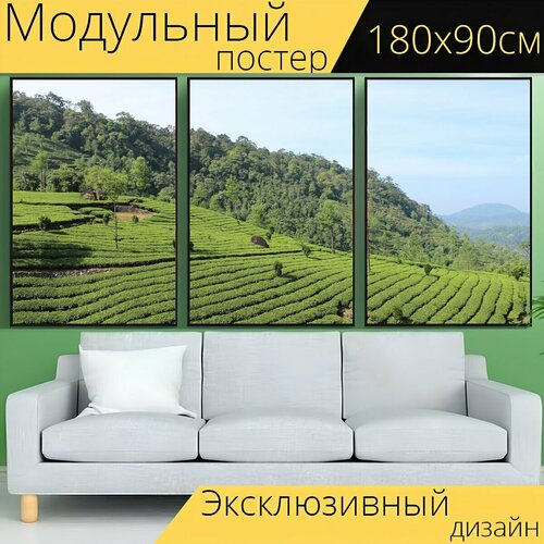 Модульный постер "Чай, плантация, муннар" 180 x 90 см. для интерьера