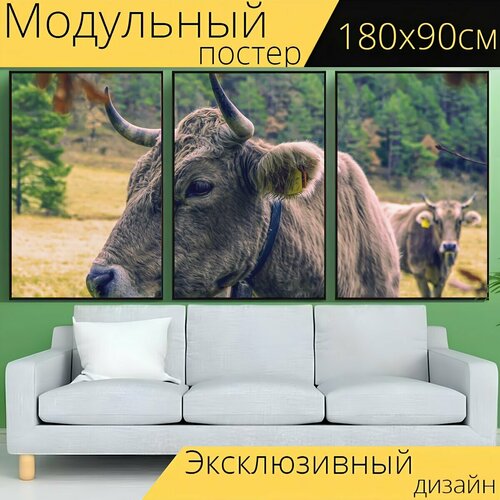 Модульный постер "Коровы, млекопитающие, скот" 180 x 90 см. для интерьера
