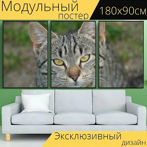 Модульный постер "Кошка, домашний питомец, восхитительный" 180 x 90 см. для интерьера