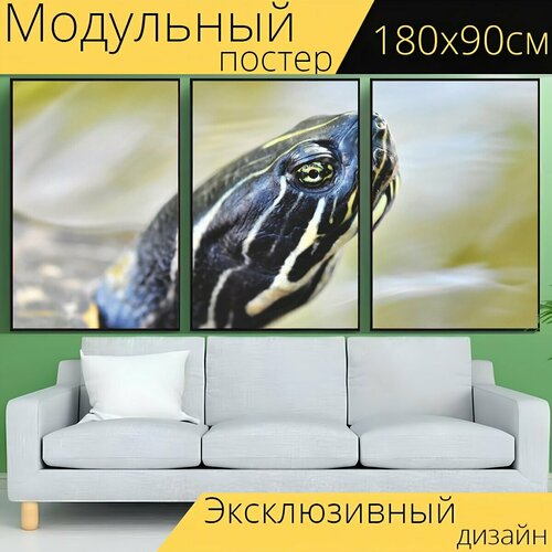 Модульный постер "Черепаха, воды черепаха, рептилия" 180 x 90 см. для интерьера