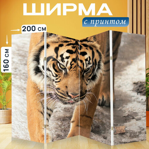 Ширма перегородка с принтом "Животное, зоопарк, тигр" на холсте - 200x160 см. для зонирования, раскладная