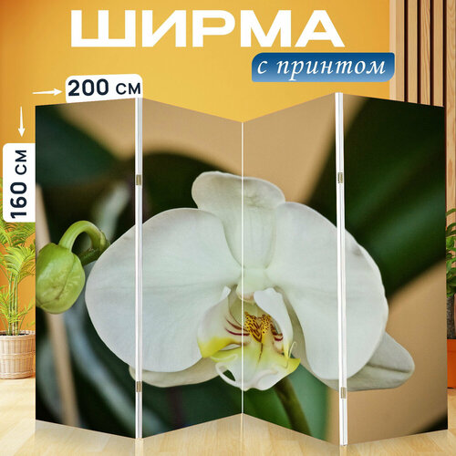 Ширма перегородка с принтом "Орхидея, сад, цветок" на холсте - 200x160 см. для зонирования, раскладная