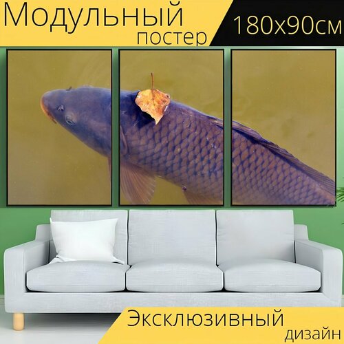 Модульный постер "Карп, рыбы, поверхность воды" 180 x 90 см. для интерьера