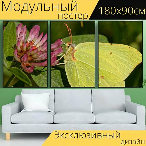 Модульный постер "Бабочка, макро, природа" 180 x 90 см. для интерьера