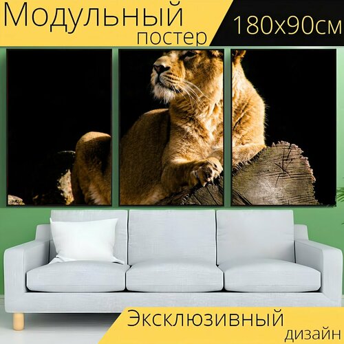 Модульный постер "Дикая природа, лев, большой кот" 180 x 90 см. для интерьера