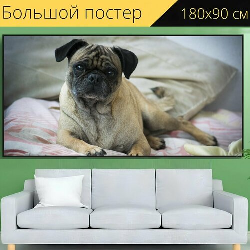 Большой постер "Мопс, собака, домашний питомец" 180 x 90 см. для интерьера