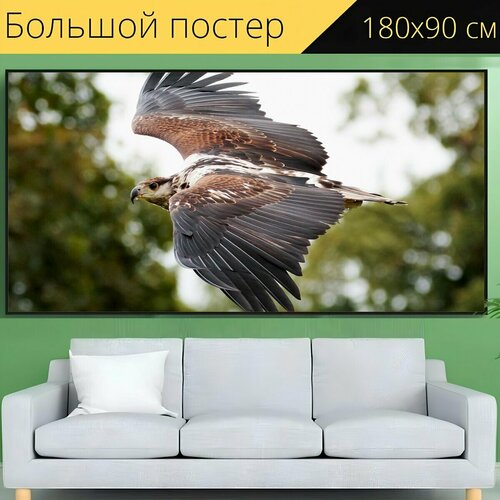 Большой постер "Африканский рыболовный орел, хищная птица, орел" 180 x 90 см. для интерьера