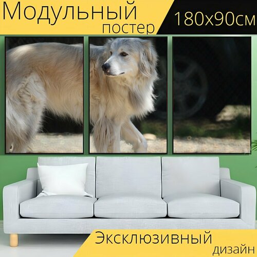 Модульный постер "Пиренеи, собака, хаски" 180 x 90 см. для интерьера