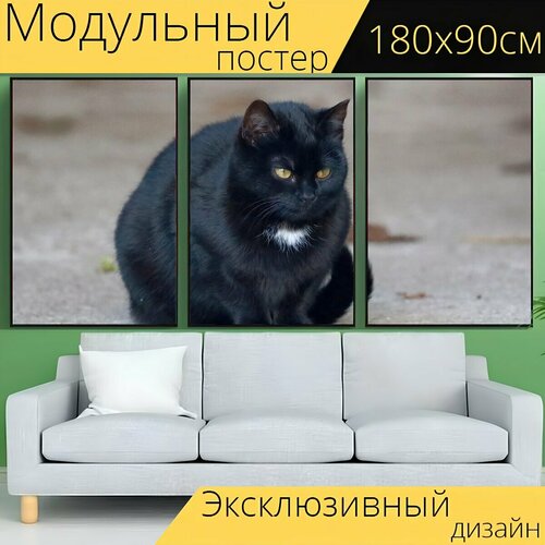 Модульный постер "Кот, чернить, котенок" 180 x 90 см. для интерьера