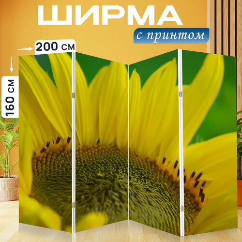 Ширма перегородка с принтом "Подсолнух, жёлтый, цветок" на холсте - 200x160 см. для зонирования, раскладная