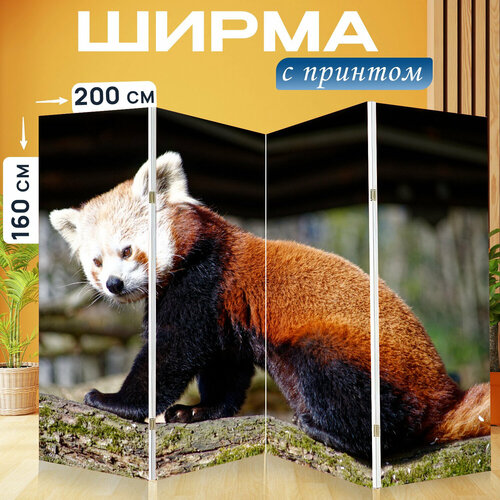 Ширма перегородка с принтом "Красная панда, животное, зоопарк" на холсте - 200x160 см. для зонирования, раскладная