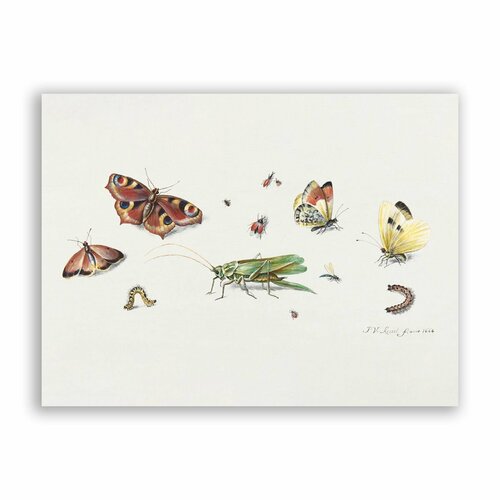 Картина на холсте, репродукция / Кессель Ян Ван - Insects, Butterflies / Размер 30 x 40 см