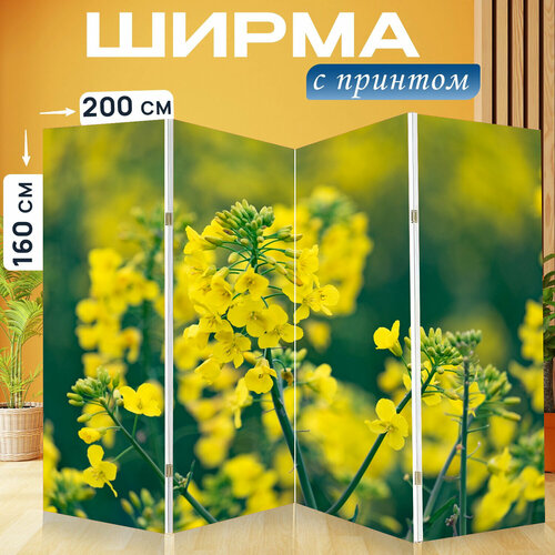 Ширма перегородка с принтом "Рапсовое, цветок, желтый" на холсте - 200x160 см. для зонирования, раскладная
