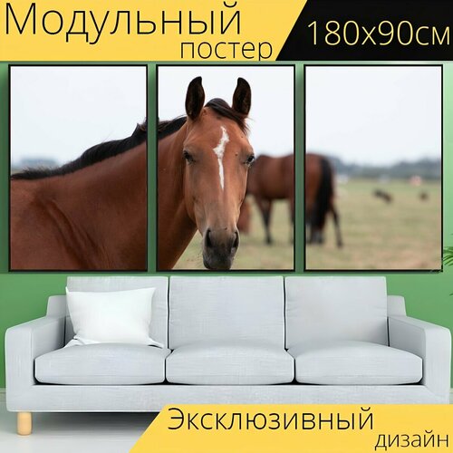 Модульный постер "Лошадь, лошади, животное" 180 x 90 см. для интерьера
