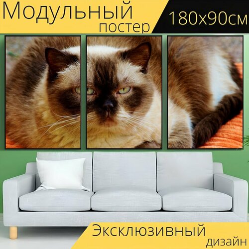 Модульный постер "Кот, британская короткошерстная кошка, домашняя кошка" 180 x 90 см. для интерьера