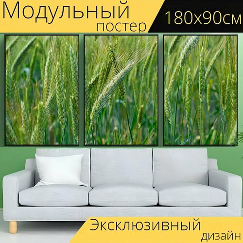 Модульный постер "Пшеница, поля, сельское хозяйство" 180 x 90 см. для интерьера