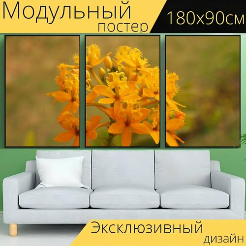 Модульный постер "Орхидея, цветы, завод" 180 x 90 см. для интерьера