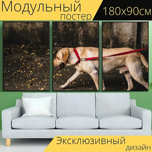 Модульный постер "Стена, открытый, собака" 180 x 90 см. для интерьера
