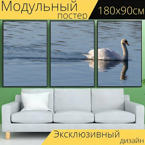 Модульный постер "Лебедь, озеро, безмятежный" 180 x 90 см. для интерьера