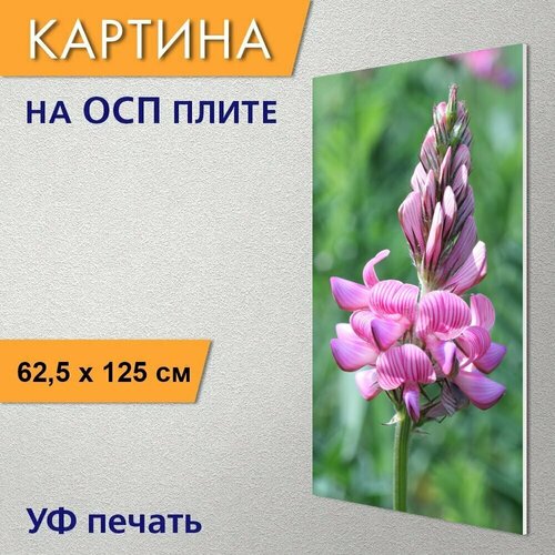 Вертикальная картина на ОСП "Эспарцет, цветок, природа" 62x125 см. для интерьериа