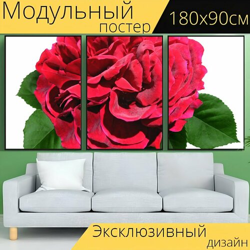 Модульный постер "Роза, красный, дэвида остина" 180 x 90 см. для интерьера