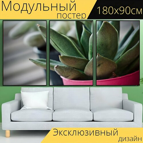 Модульный постер "Жирные растения, кактус, зеленый" 180 x 90 см. для интерьера