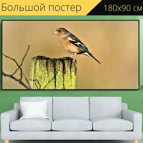 Большой постер "Зяблик, птица, древесина" 180 x 90 см. для интерьера