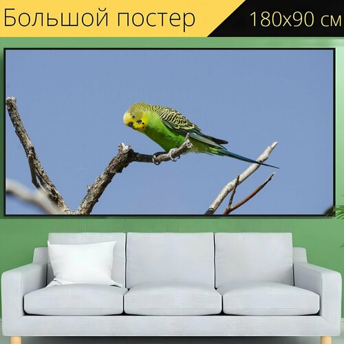 Большой постер "Волнистый попугайчик, птица, сидя" 180 x 90 см. для интерьера