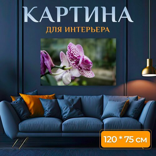 Картина на холсте "Орхидея, цветы, завод" на подрамнике 120х75 см. для интерьера