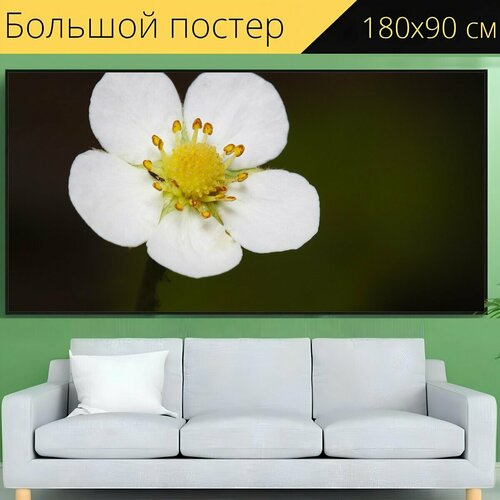 Большой постер "Земляничный цветок, цвести, белый" 180 x 90 см. для интерьера