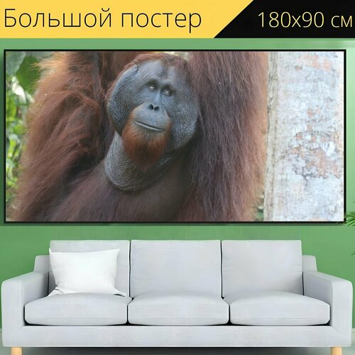 Большой постер "Животное, природа, орангутанг" 180 x 90 см. для интерьера
