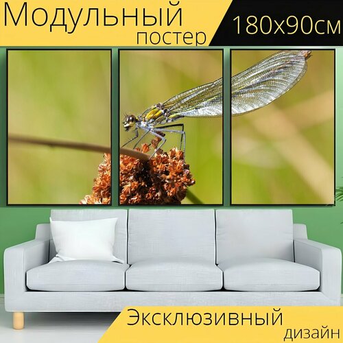 Модульный постер "Стрекоза, летом, насекомое" 180 x 90 см. для интерьера