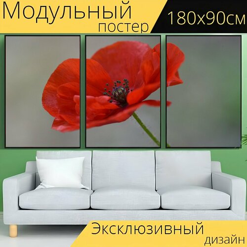 Модульный постер "Мак, цветок, красный" 180 x 90 см. для интерьера