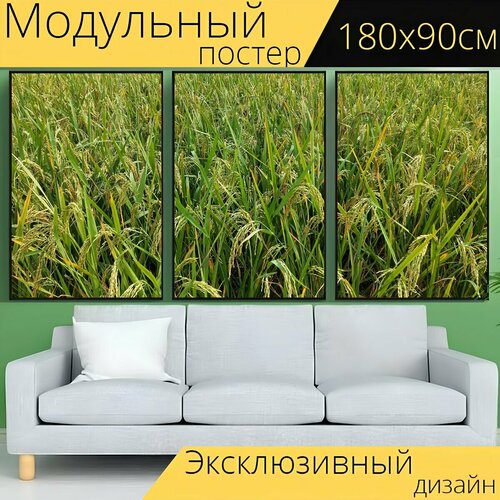 Модульный постер "Рис, рисовые зерна, крупы зерновые" 180 x 90 см. для интерьера