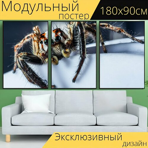 Модульный постер "Пауки, небольшой паук, паук" 180 x 90 см. для интерьера