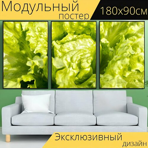 Модульный постер "Латук, зеленые листья, овощи" 180 x 90 см. для интерьера